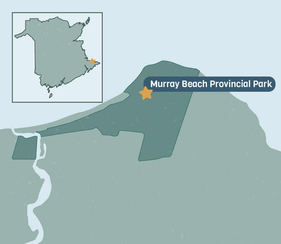Murray Beach Provincial Park | Parks | Explore New Brunswick's ...