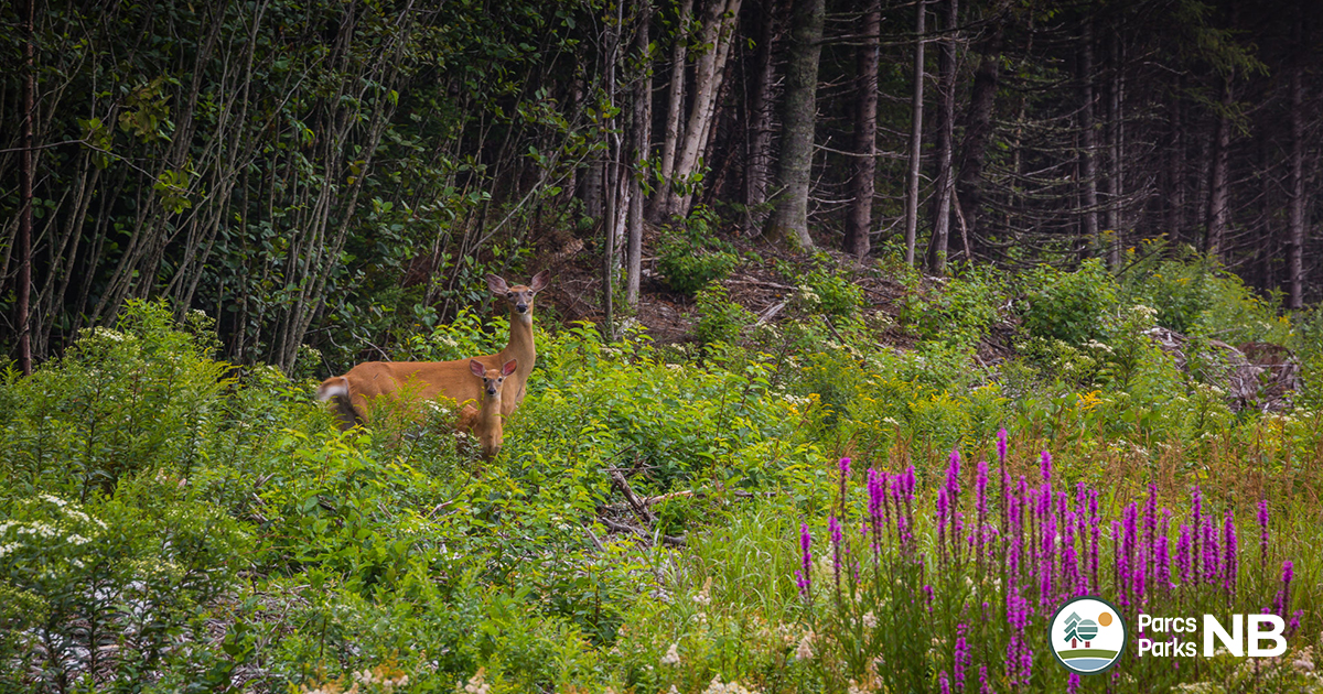 Activities | Explore New Brunswick's Provincial Parks | NB Parks